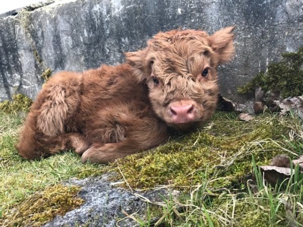 Årets første kalv | Jysk Naturkød